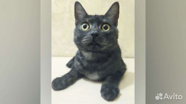 Котёнок брауни чёрный дым в дар