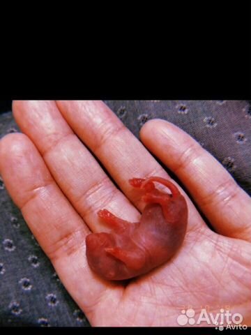 Новорожденные крысята кормовые голыши