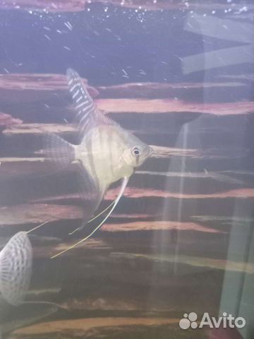 Скалярия Манакапуру