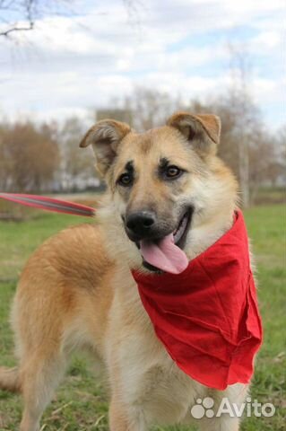 Собака улыбака