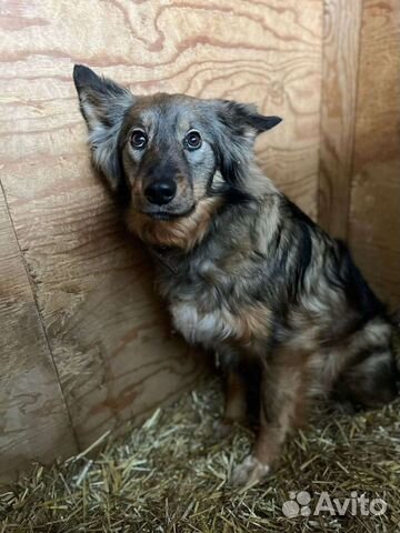 Каждый день в приюте для меня стресс