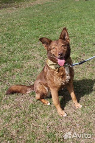 Красивая собака мечтает о доме