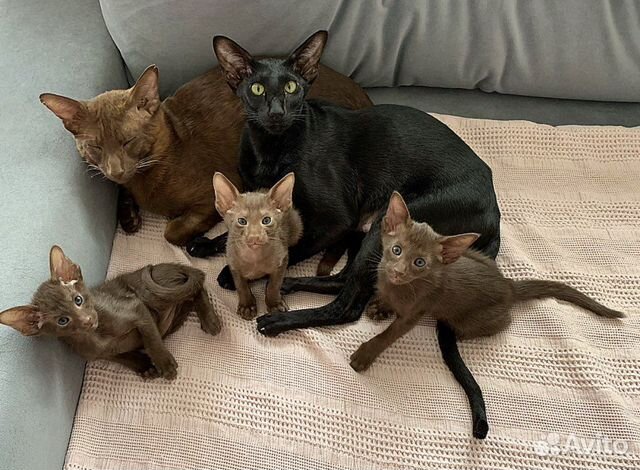 Ориентальные котята
