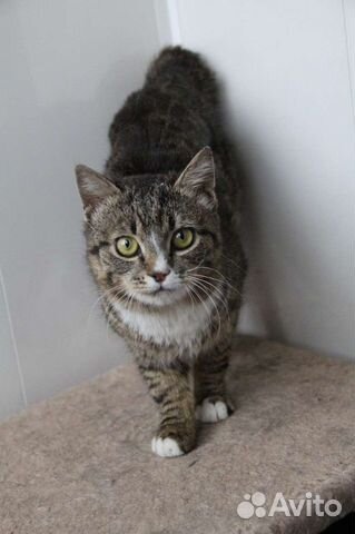 Кошки в добрые руки бесплатно