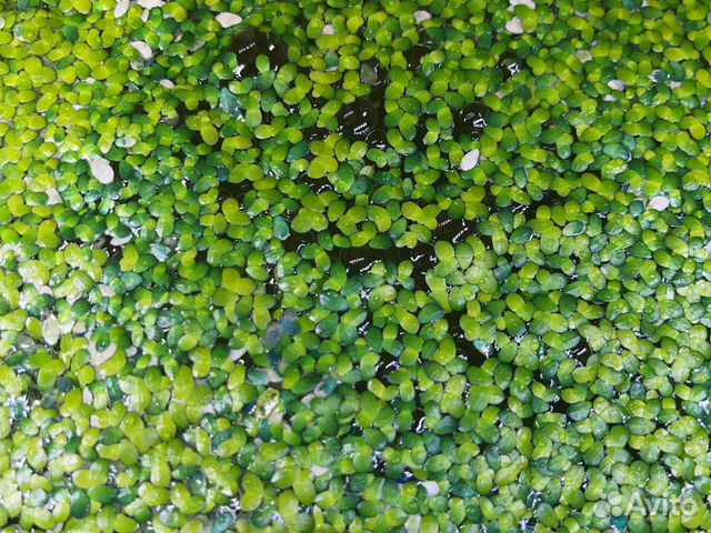 Отдам бесплатно лишнюю ряску. Самовывоз