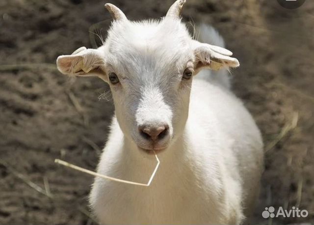 Продаётся козел