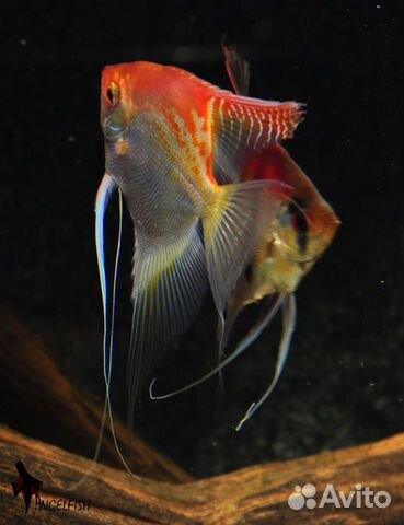 Скалярия манакапуру "Золото Гайаны"