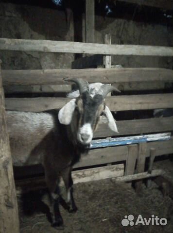 Англо нубийский козел