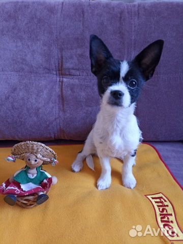 Маленькие щеночки от чихуахуа