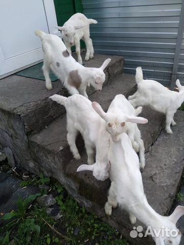 Продаются козочки зааненской породы