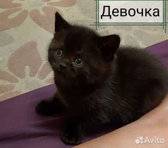 Оберег Магической красоты - чёрный котёнок