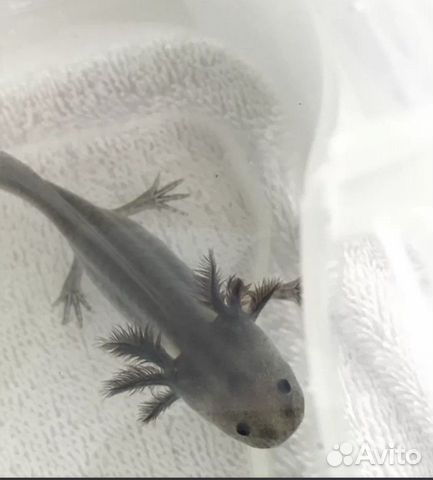 Аксолотль Фея