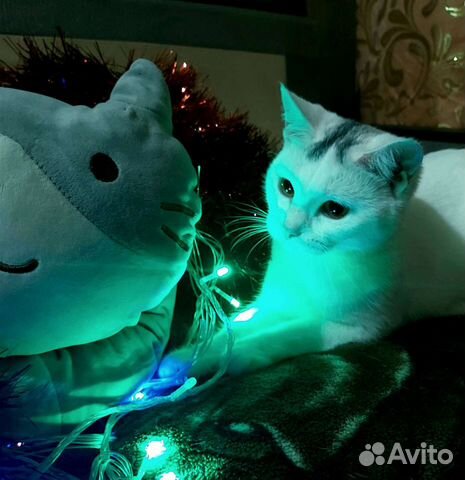 Кошка Пуся в добрые руки