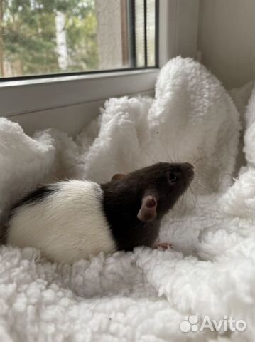 Крысы черный капюшон