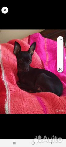 Продажа mini Русский Той