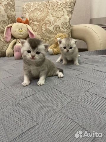 Котята британская шиншилла