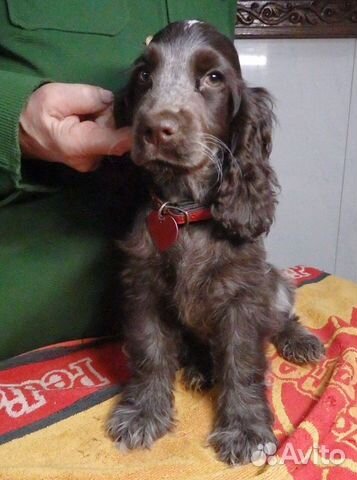Английский кокер спаниель редких окрасов РКФ