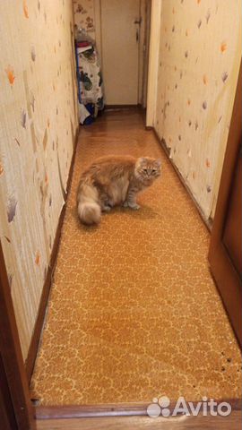 Приютите рыжую кошечку