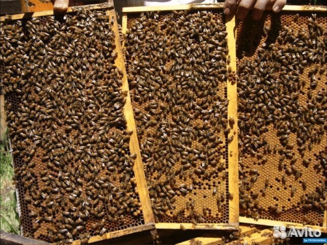 Пчелорамки с расплодом, обсиженые пчелами