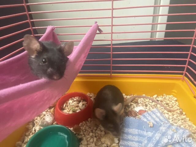 Две мышки с клеткой и кормом