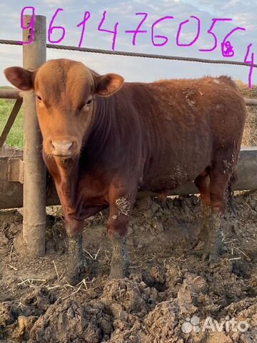 Быки на племя