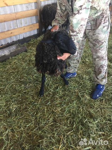 Продаеться семья