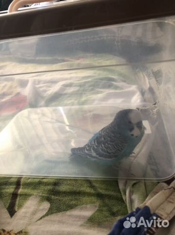 Найден попугай