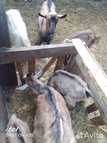 Дойные нубийские козы