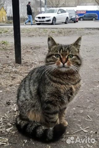 Кот Морячок невероятной доброты и красоты