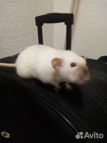 Декоративная крыса
