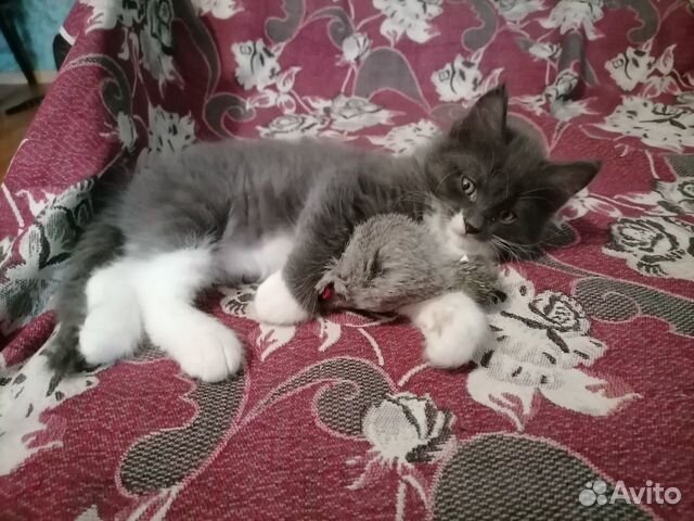 Кошка