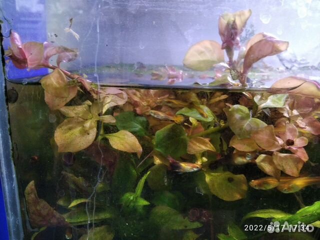 Аквариумное растение. Людвигия