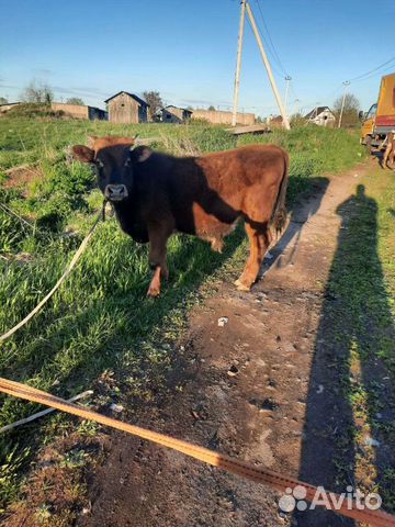 Бычки и телочка