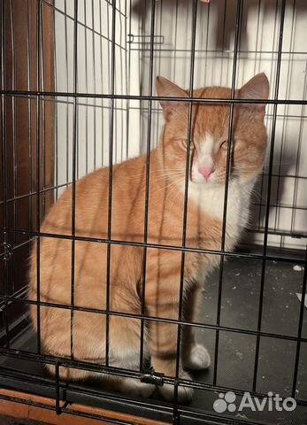 Обаятельный котоподросток Рыжик ищет дом