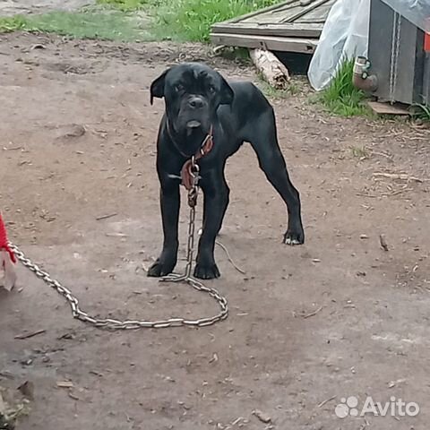 Кане Корсо