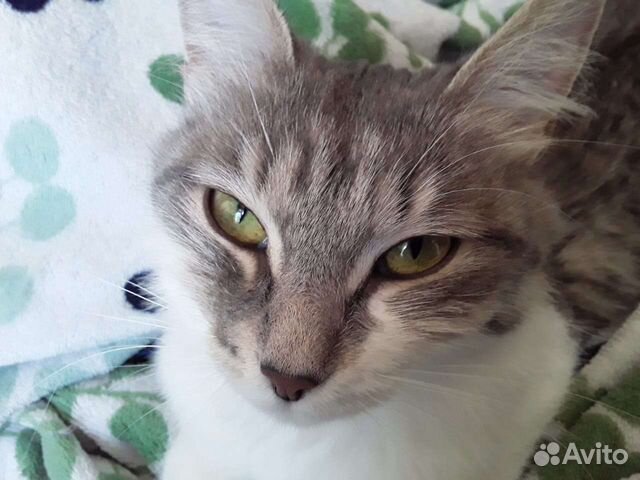 Кошка Бусинка