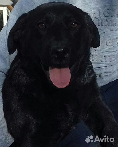 Случка собак