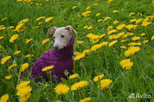 Девочка левретка