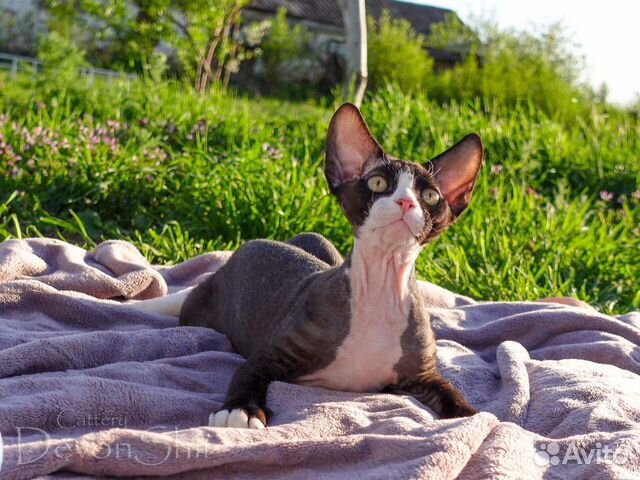 Котята Девон Рекс