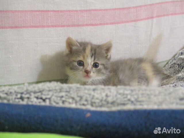 Котенок 1,5 месяца Кася из монастыря