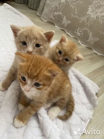 Котята (кот)