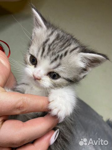 Шотландские прямоухие котята и веслоухая
