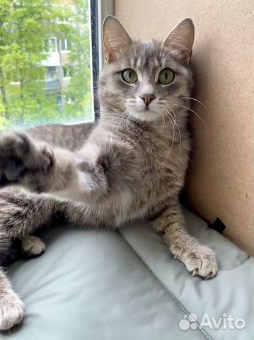 Кошечка Эви