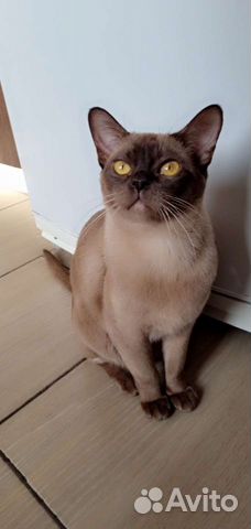 Бурманская кошка