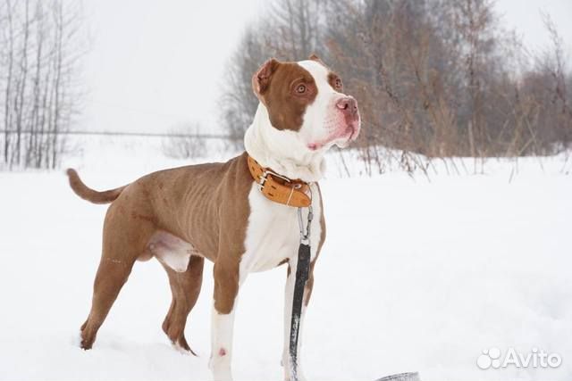 Тюльпан в добрые руки