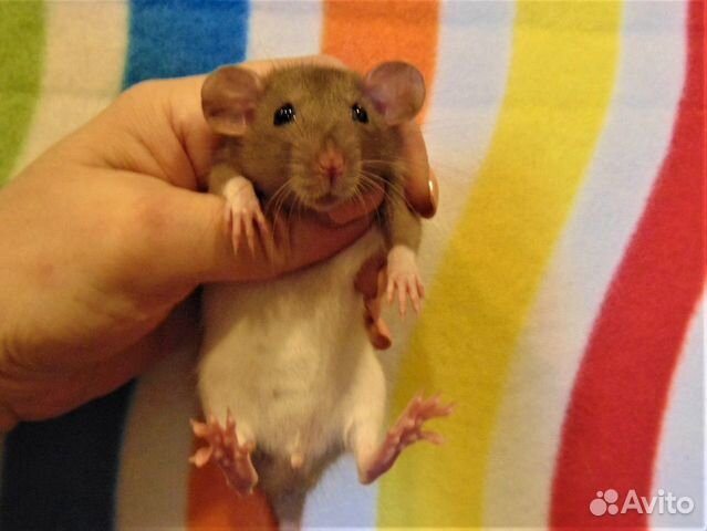 Крысы. крысята дамбо от заводчика спб, клетки