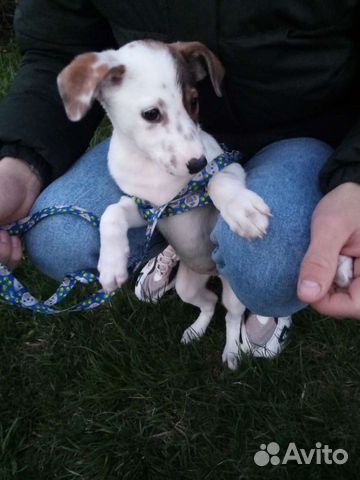 Отдам в добрые руки долматинца