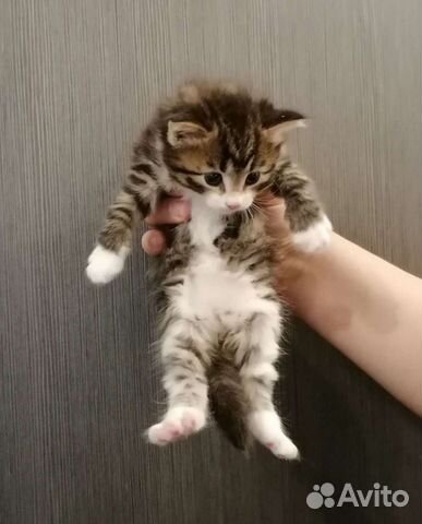 Сладкий маленький котенок