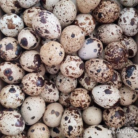 Инкубационное яйцо перепелов