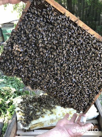 Продаются рои пчел